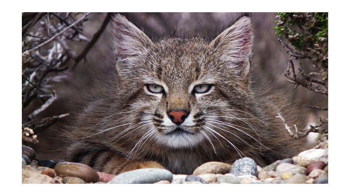 Logran fotografiar a un Leopardus Colocolo en Punta Tombo | FAUNA ...