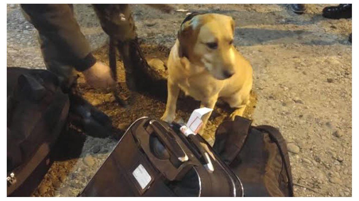 Perro antinarcóticos de Gendarmería secuestró 3 kilos y medio de ...