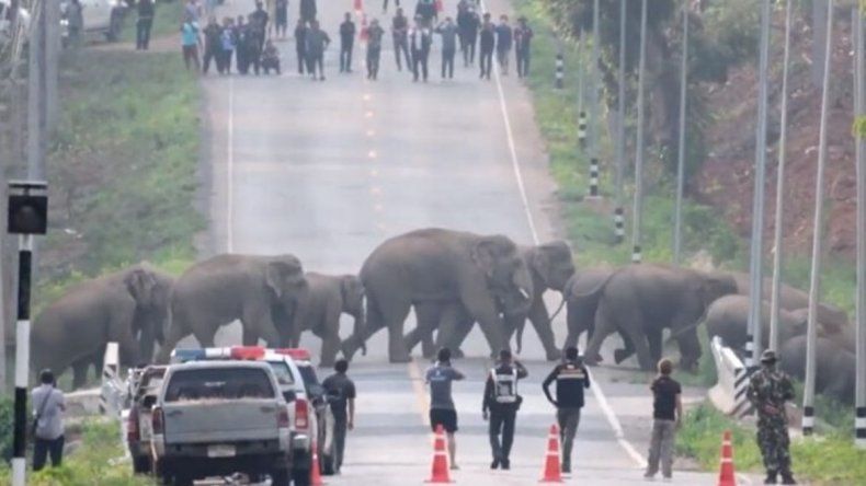 Los animales coparon las ciudades en la cuarentena por el coronavirus ...