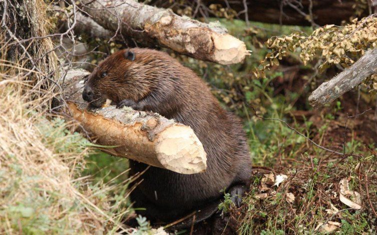 Eliminarán 100.000 castores en Tierra del Fuego para salvar los bosques