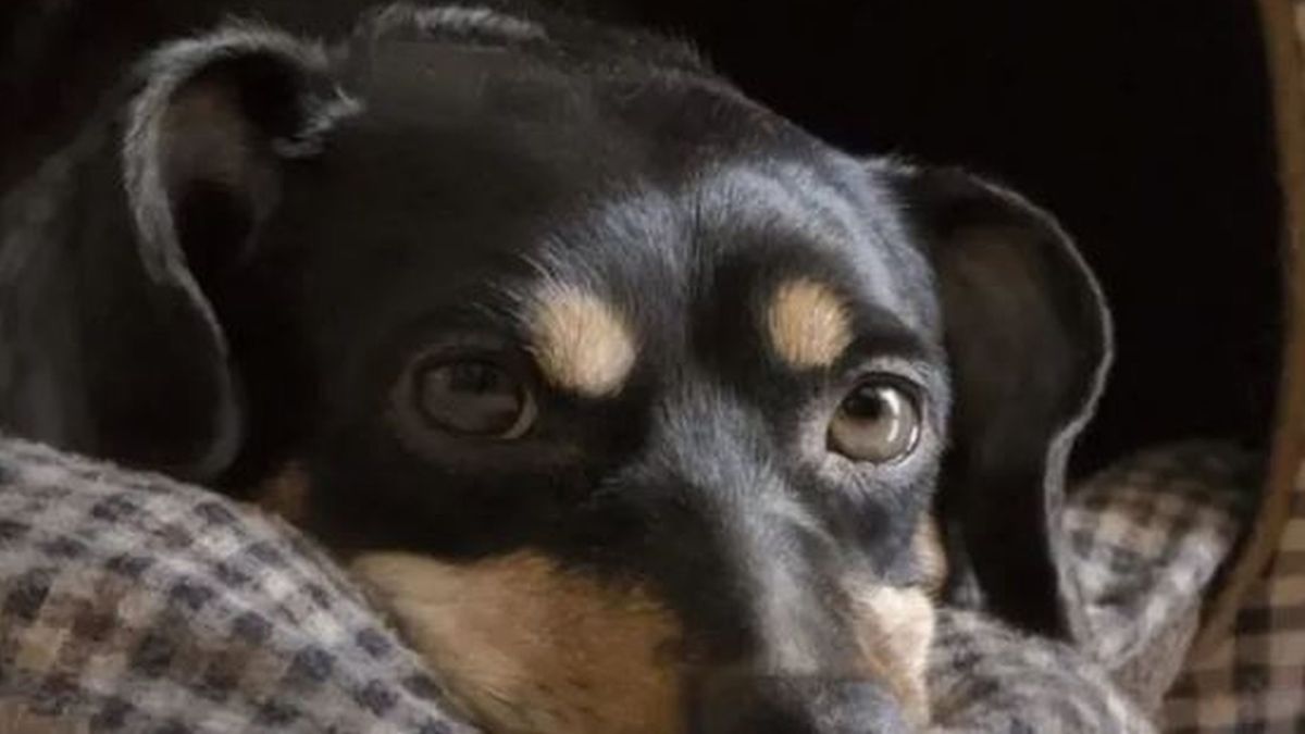 El perro Coco recuperó su libertad