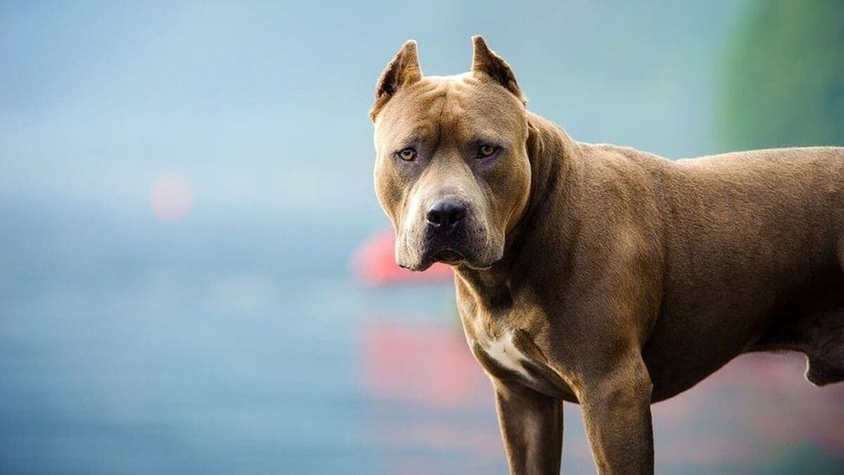 Un Pitbull atacó a un niño e imputarán a la dueña
