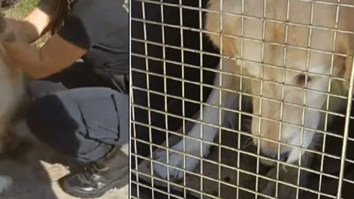 La historia detrás del incidente del perro llevado a faenar