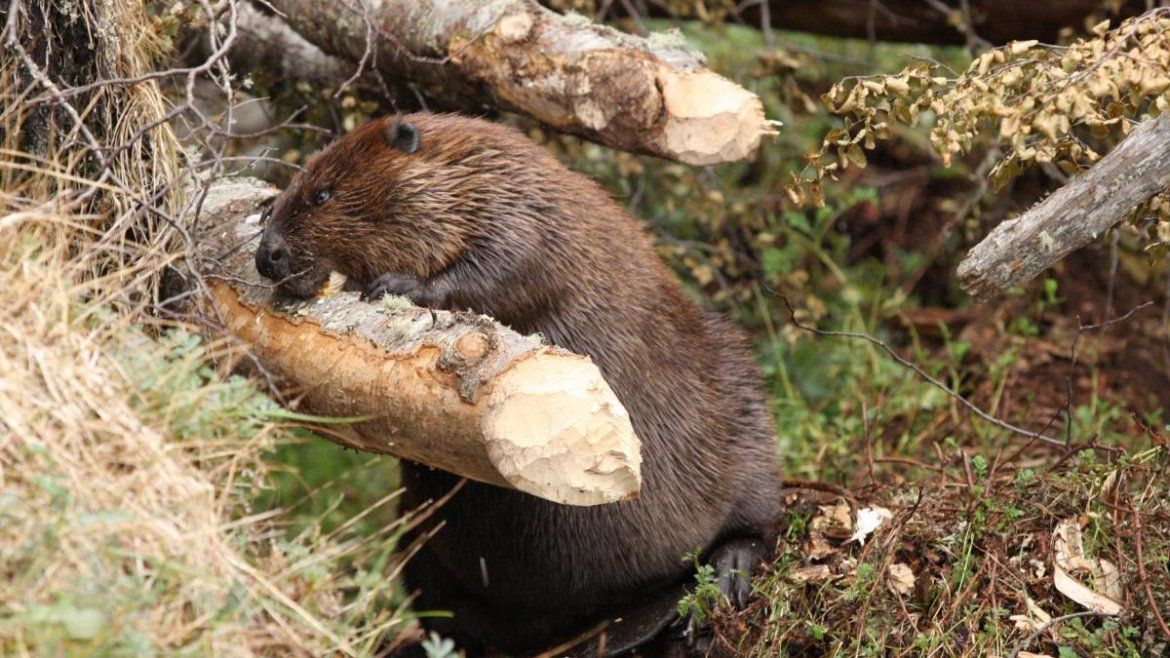 Eliminarán 100.000 castores en Tierra del Fuego para salvar los bosques