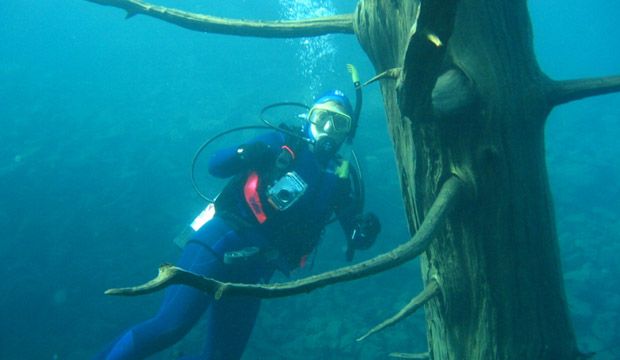 Bosque Sumergido en Villa Traful