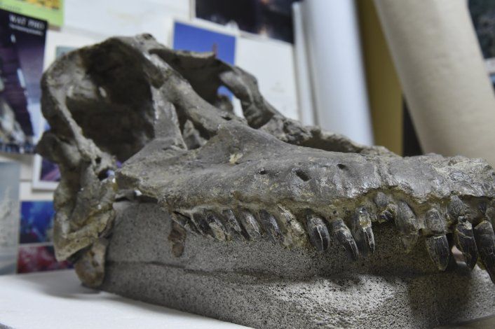 La provincia de Chubut posee el titanosuario con el cerebro más ...