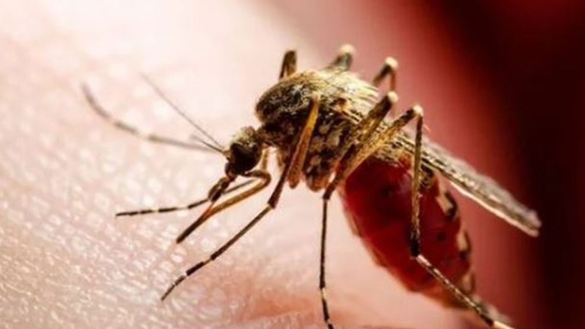 Científicos se proponen dejar sordos a los mosquitos para evitar contagios
