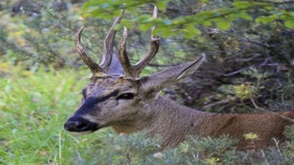 Fotografiaron a un huemul y a su cría en extinción en Santa Cruz