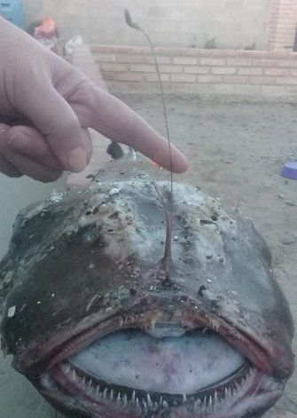 Apareció en Rocas Coloradas un monstruoso pez con colmillos y antenas