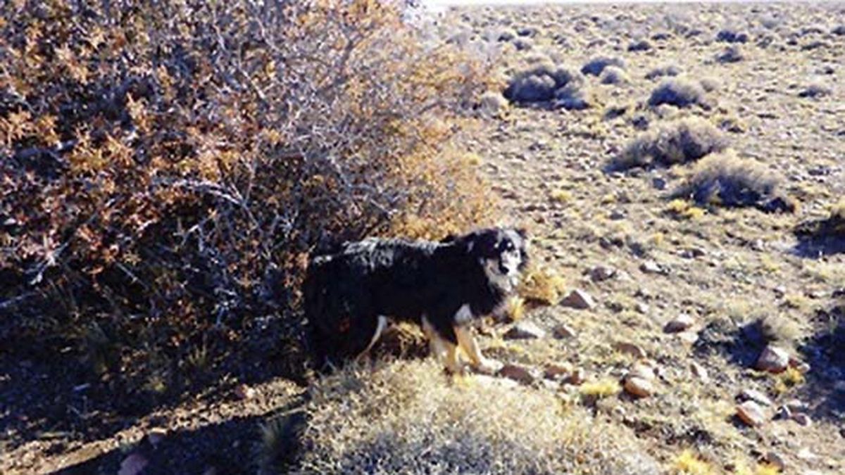 “Talero”, el perro al que ni la muerte separó de su amo