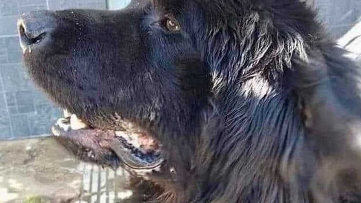 Condenaron a un hombre por matar a un perro de una patada