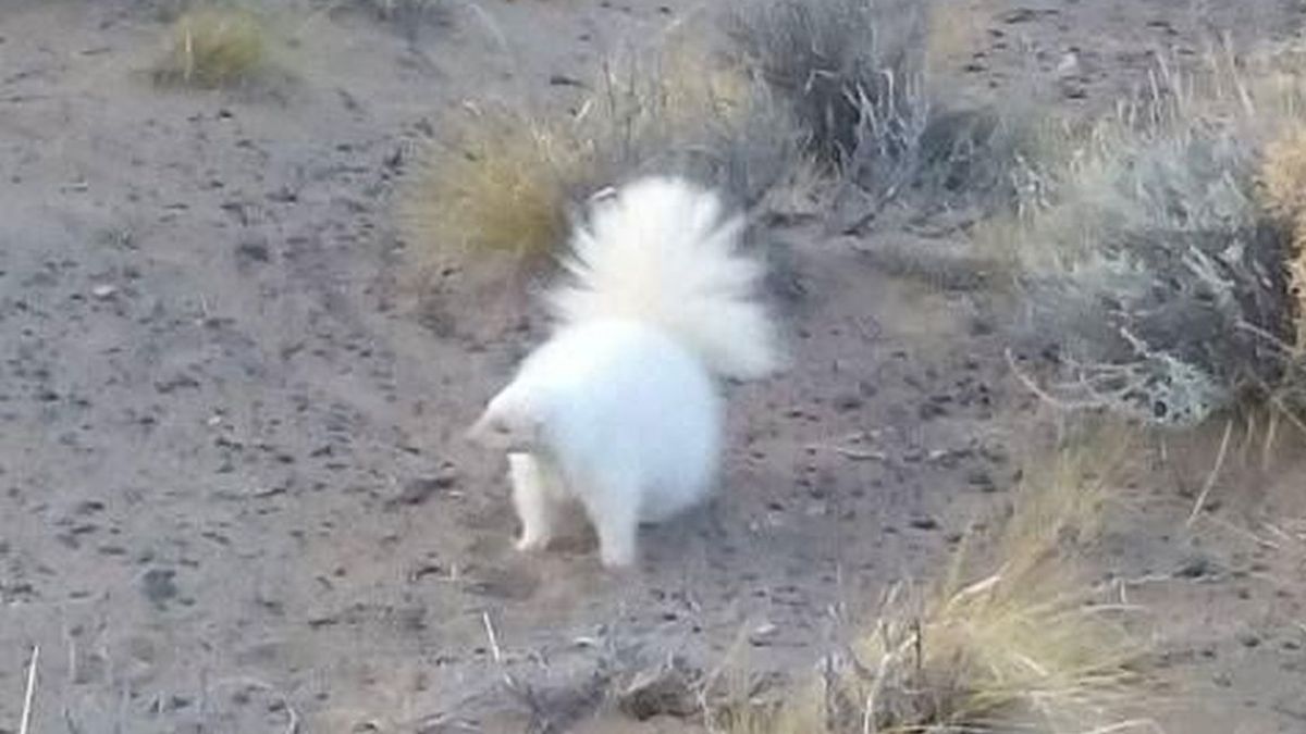 Fotografían a zorrino patagónico albino en Gan Gan