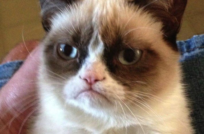 Murió Grumpy, la gata del meme más famoso de Internet