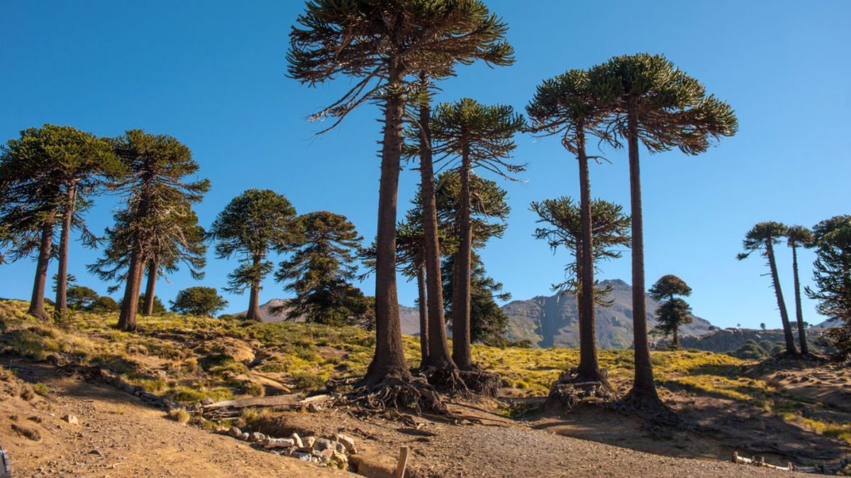 La mágica Ruta del Pehuén: un paseo para hacer todo el año