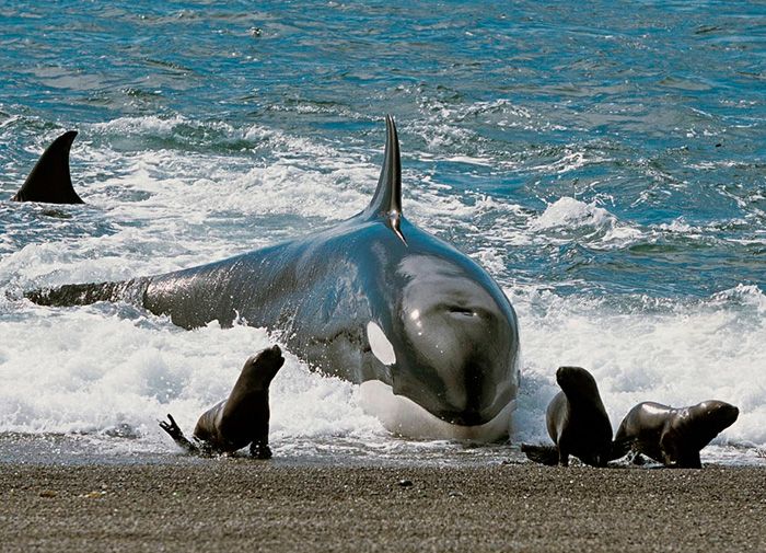 Este fin de semana se produciría el varamiento de orcas en Punta Norte
