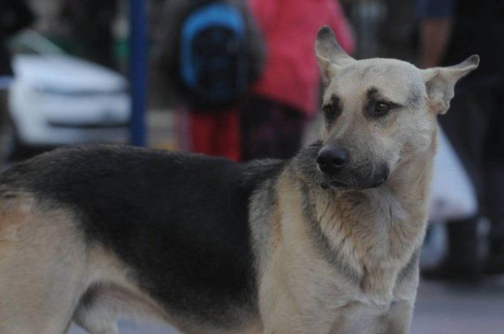 La historia de Firulais: espera a su dueño hace un mes afuera de la ...