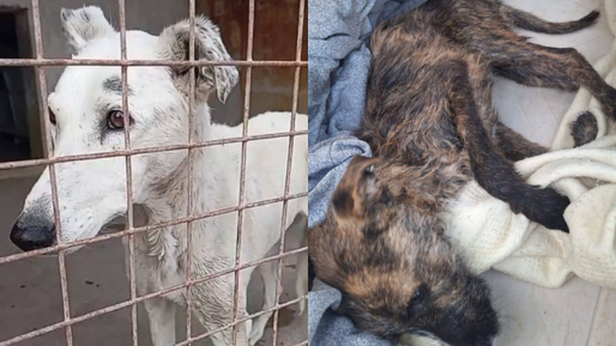 Anuncian las primeras audiencias por maltrato animal en Comodoro y Rada ...
