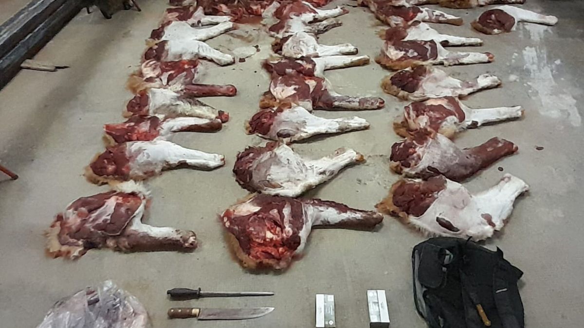 Le confiscaron un fusil, balas y partes de un guanaco