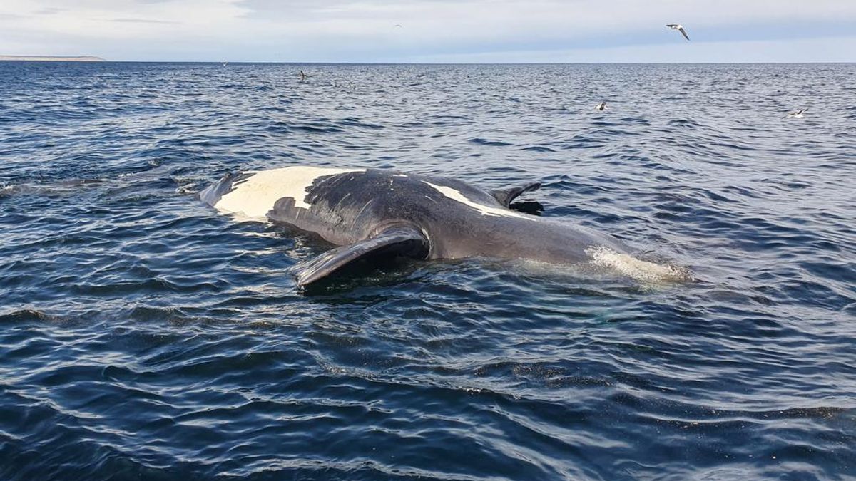 Confirman presencia de toxinas de Marea roja en las ballenas muertas