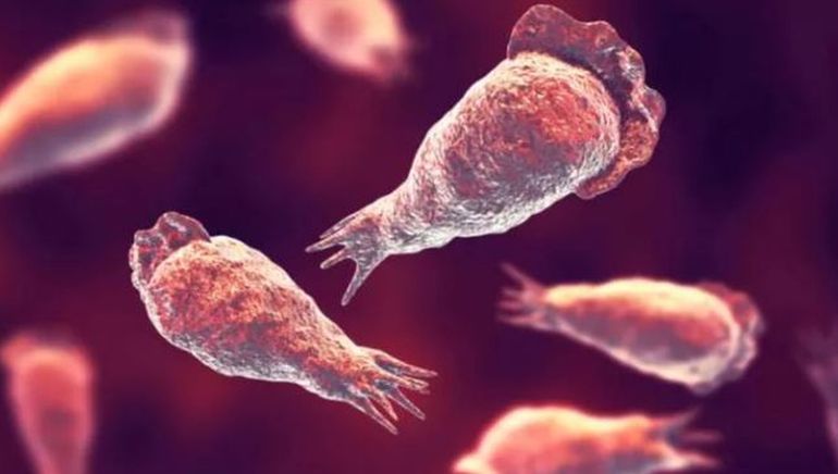 Alerta en Argentina por una ameba comecerebros