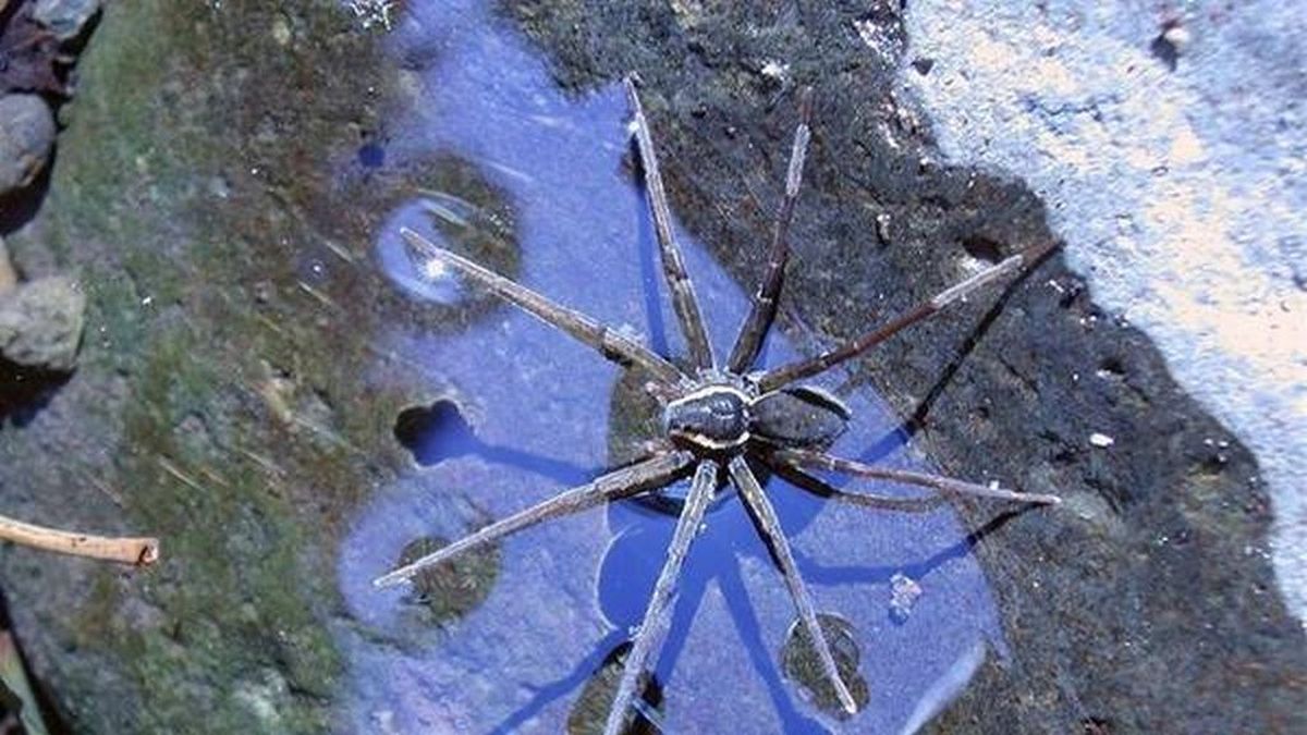 Descubren una araña acuática que come peces
