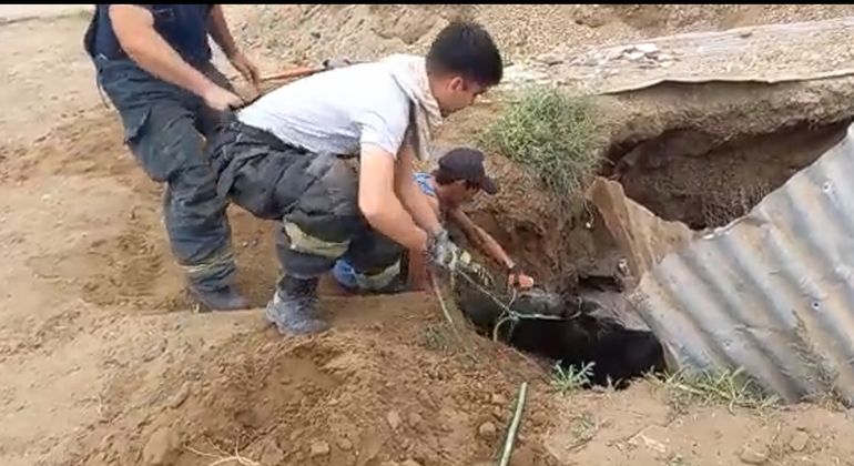 Rescatan a un caballo que cayó a un pozo