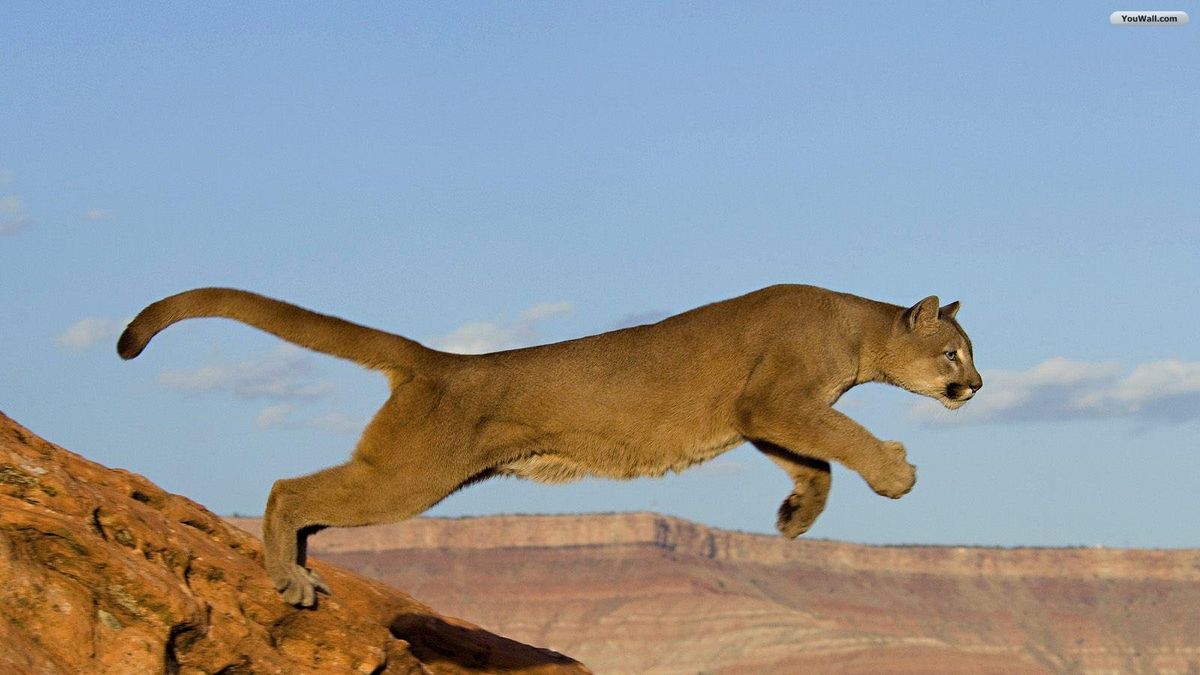 Ayer se celebró por primera vez el Día Mundial del Puma