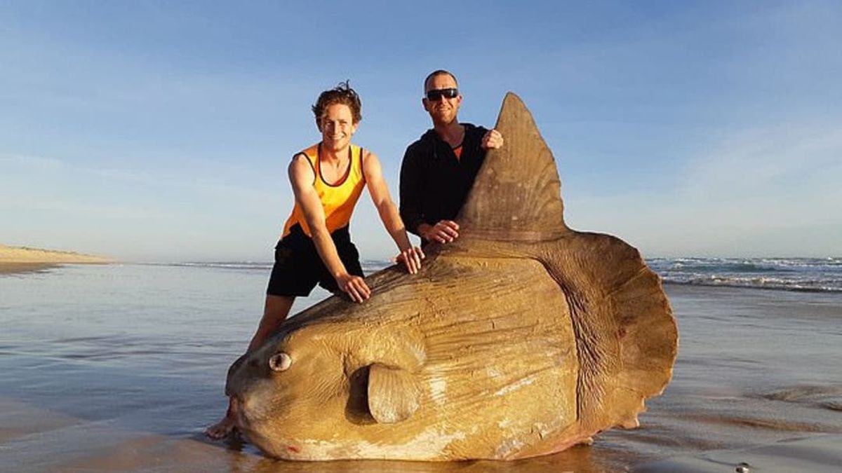 Un pez con forma extraterrestre en las costas australianas
