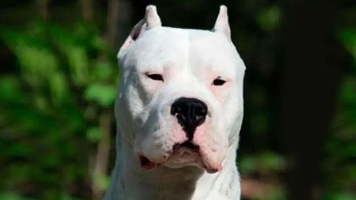 Una adolescente de 15 años murió tras ser atacada por dos perros dogo