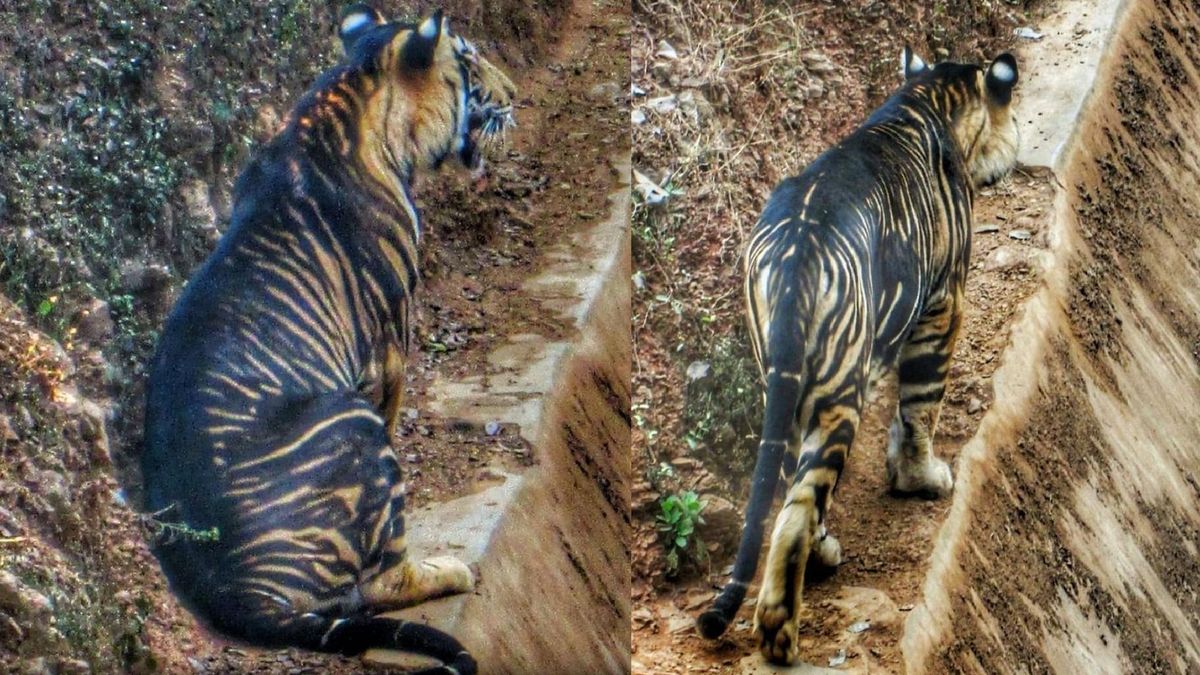 Captaron imágenes de un tigre negro en la India