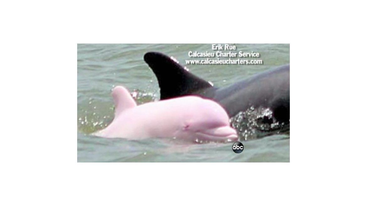 Encuentran una delfín rosa que podría estar embarazada