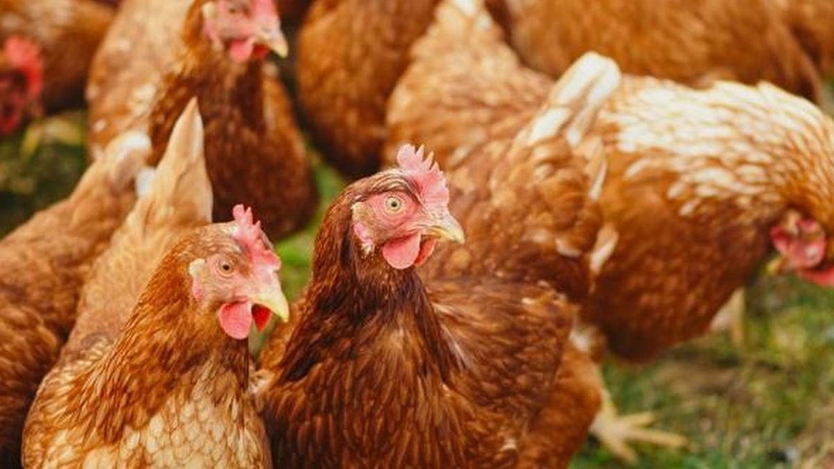 Senasa confirmó nuevo caso de Influenza Aviar en Trelew