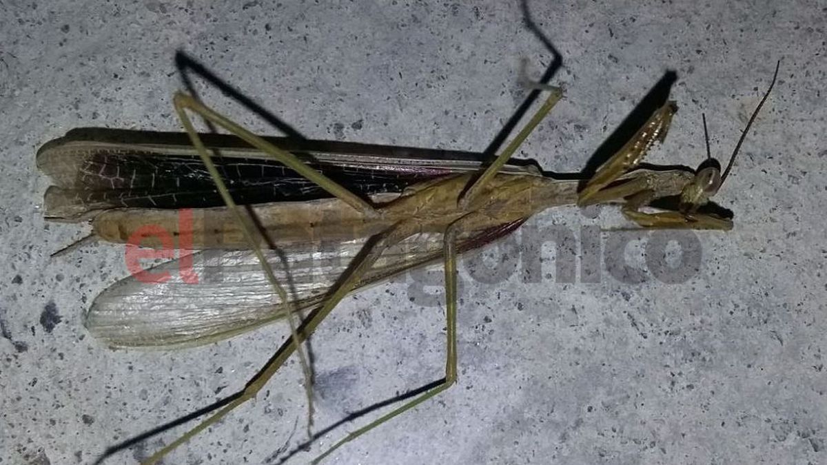 Un extraño insecto apareció en un una casa de Castelli