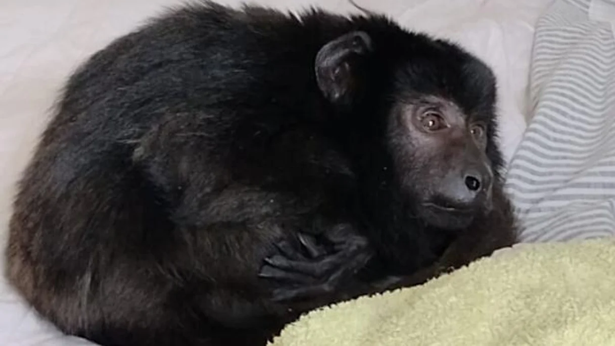 El triste final del mono Coco, que fue rescatado de un placard