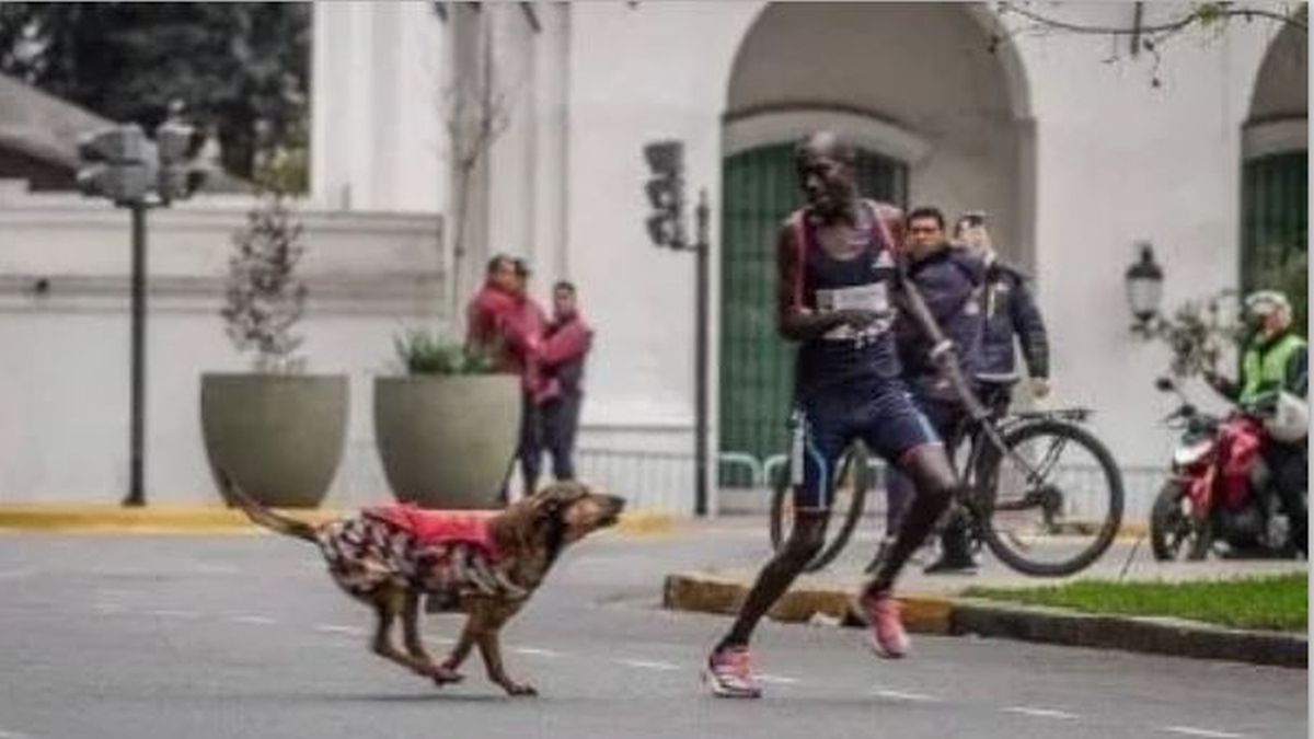 Un perro habría privado a su atleta del triunfo