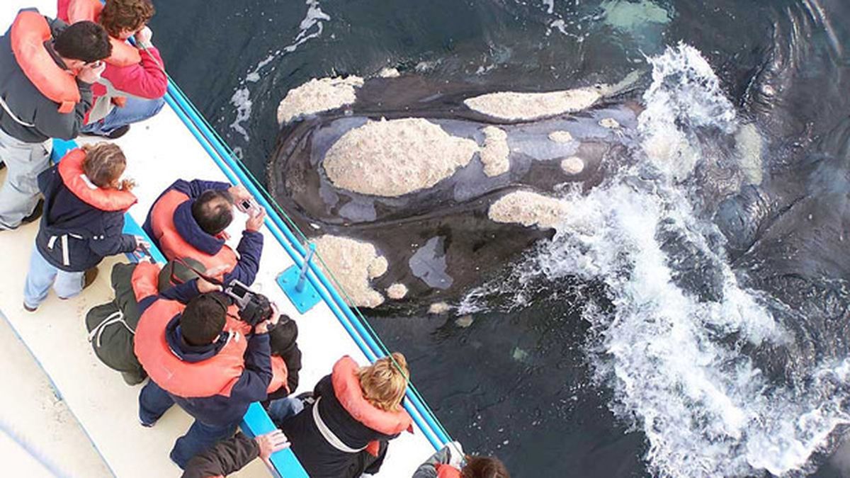 Creció un 6% la población de ballenatos en Península Valdés