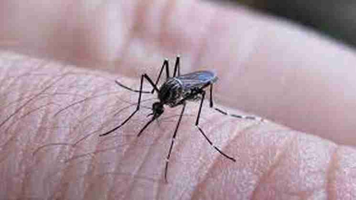Descartan presencia en Chubut del mosquito transmisor del dengue
