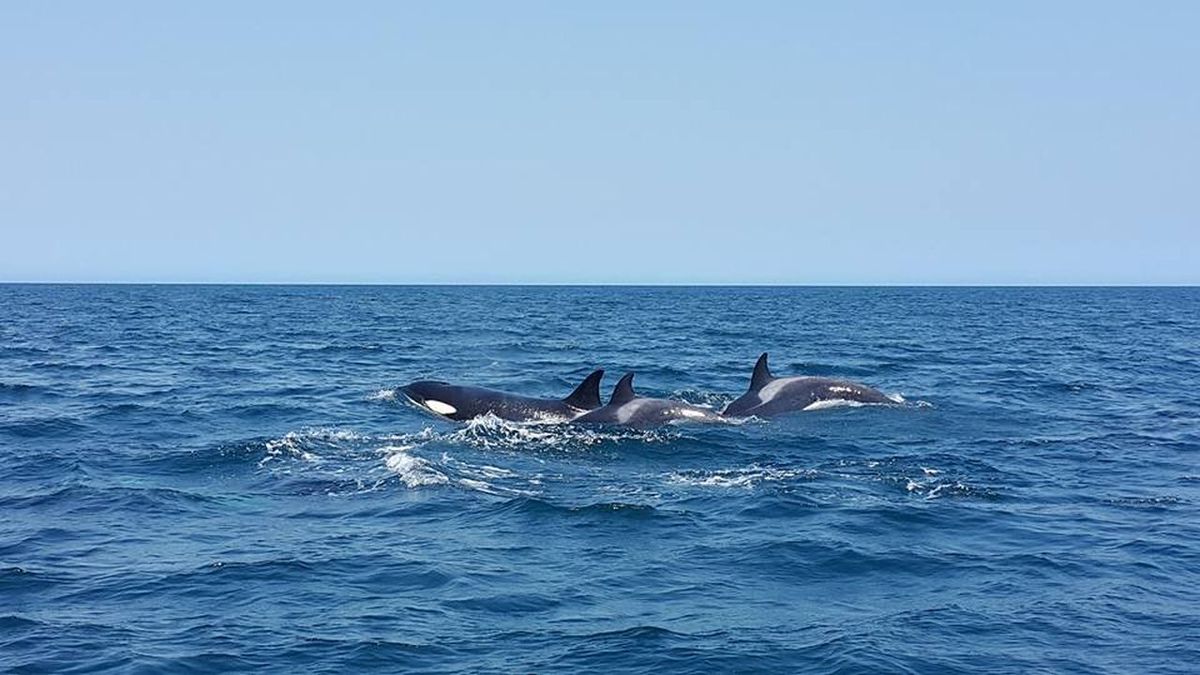 Una manada de orcas sorprendió a una familia