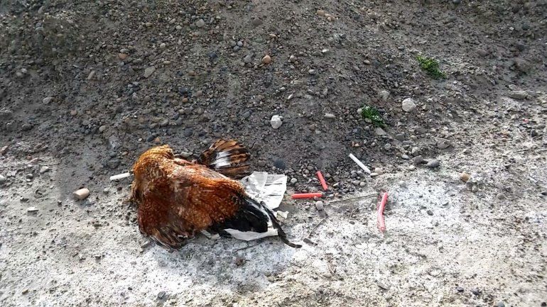 Restos de un ritual causan pánico en kilómetro 3