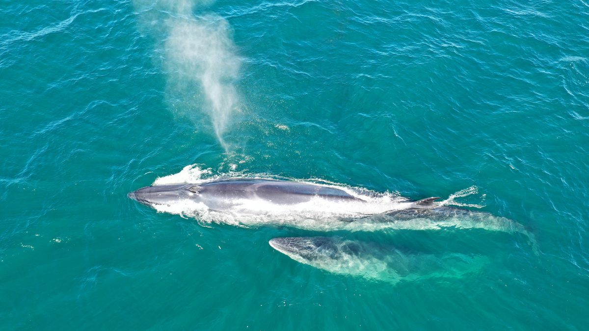 Estudian el ADN de ballenas de Rada Tilly en Brasil