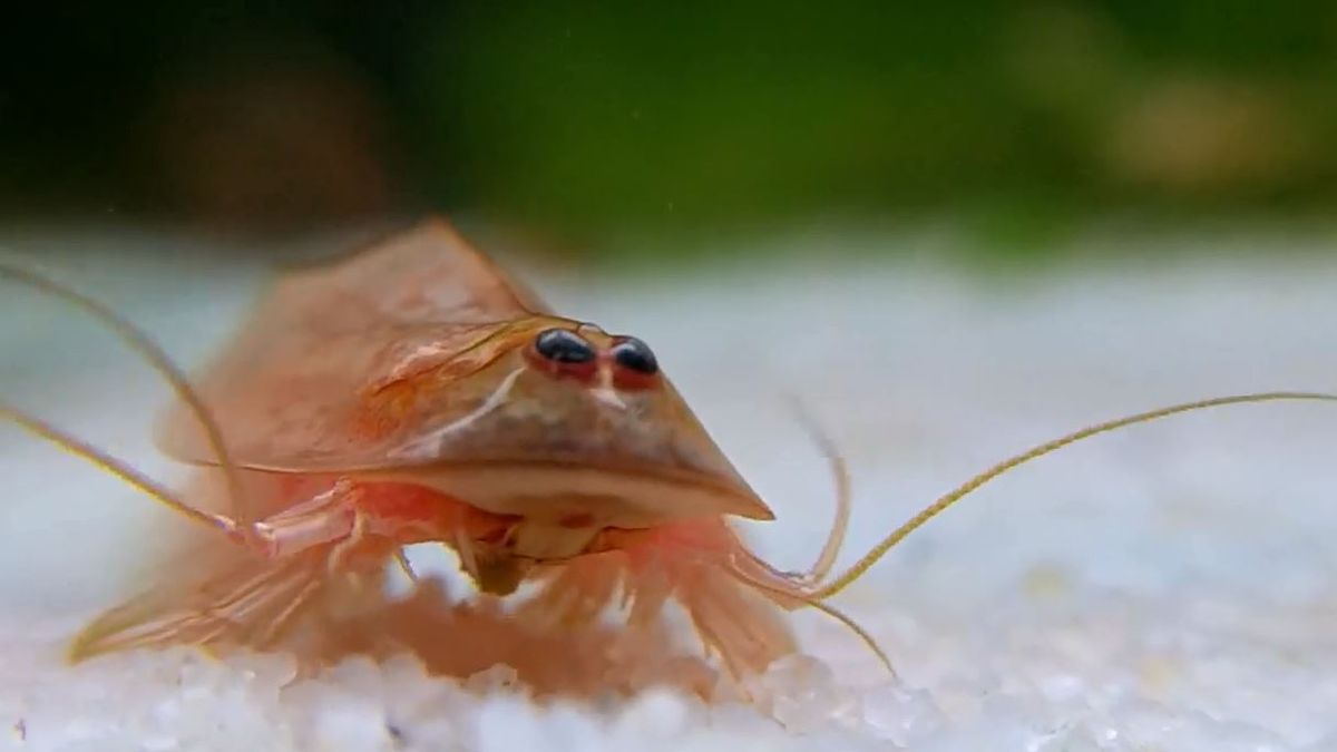 Una tormenta hizo reaparecer a un crustáceo prehistórico