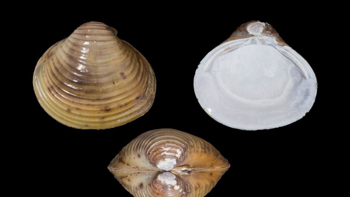 Preocupación por la presencia de una almeja invasora en el Río Chubut