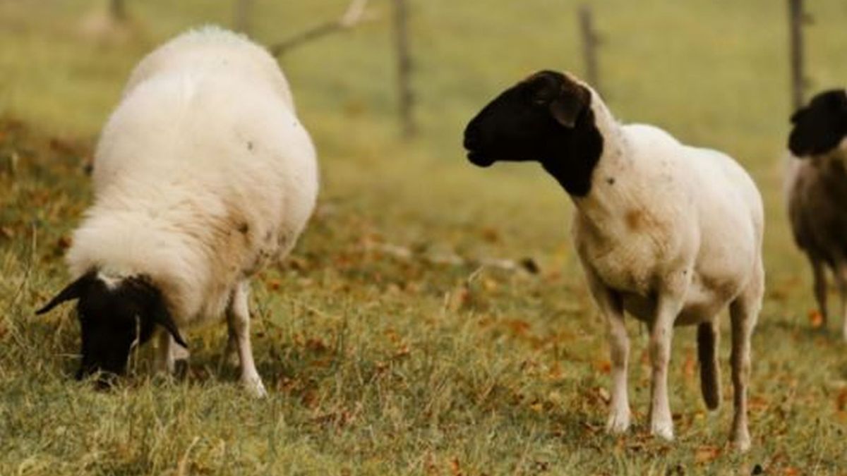 Alarma por casos de oveja loca en medio del desguace del Senasa