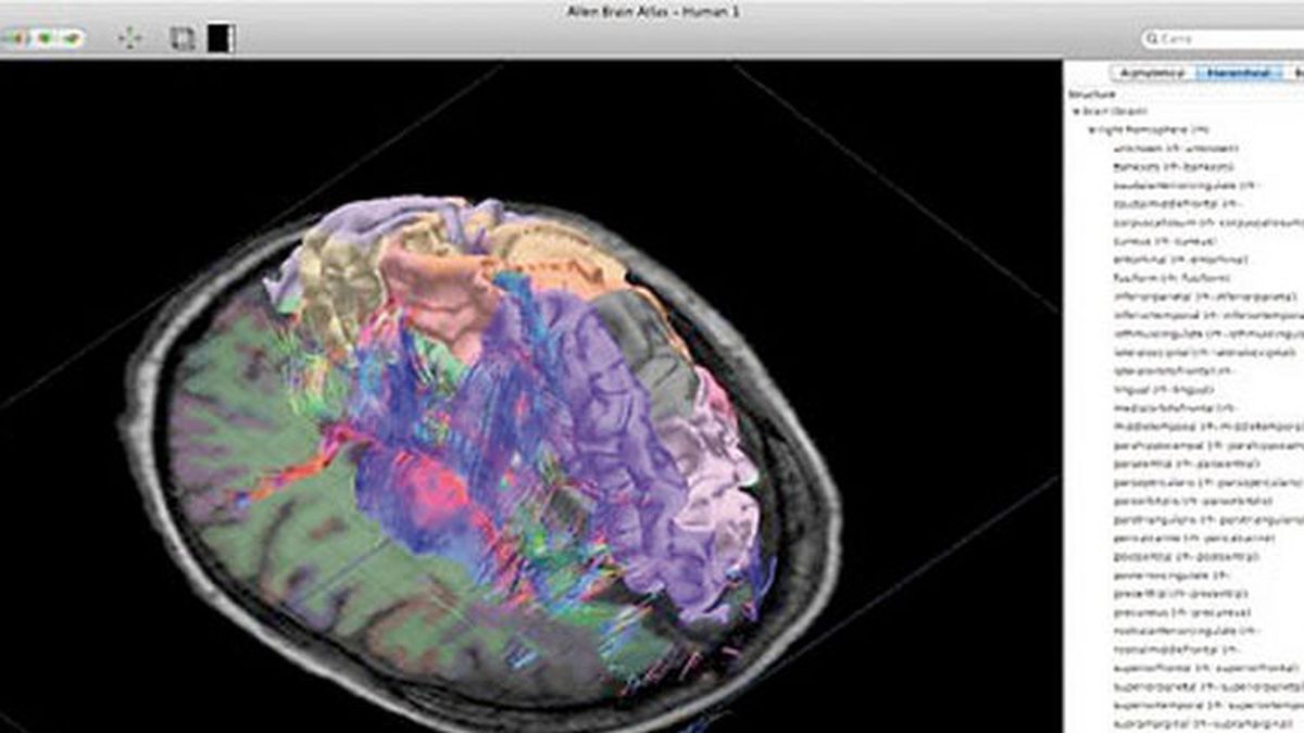 Crean el primer mapa 3D completo del cerebro humano