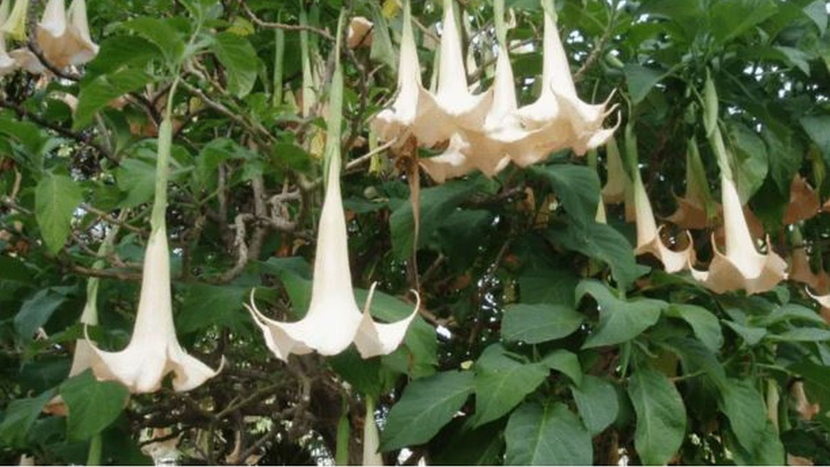 Floripondio; la planta alucinógena que pone en riesgo la salud de los ...