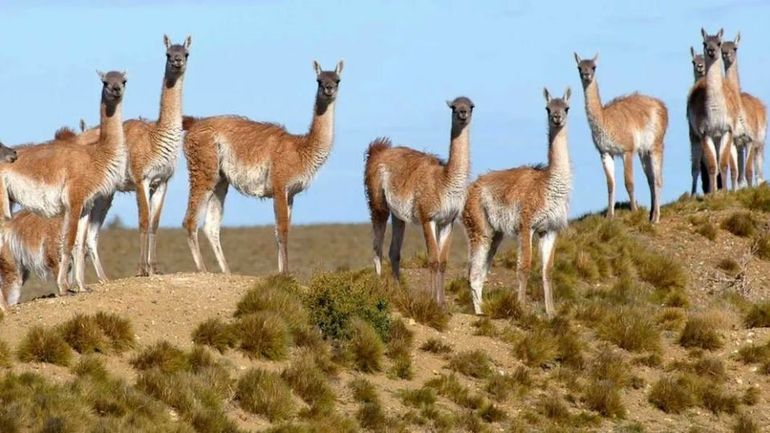 Habilitan temporada de caza de guanacos a razón de dos por día