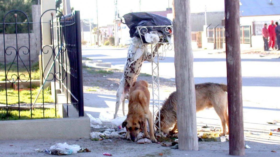 Ante El Problema De Los Perros Callejeros Alma Pide Más Veterinarios Y