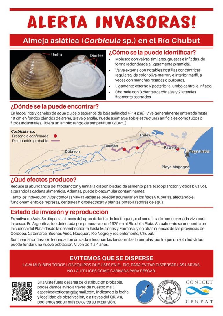 Preocupación por la presencia de una almeja invasora en el Río Chubut