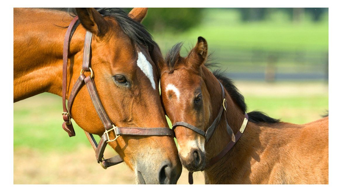 Los cambios climáticos multiplicaron las especies de caballos