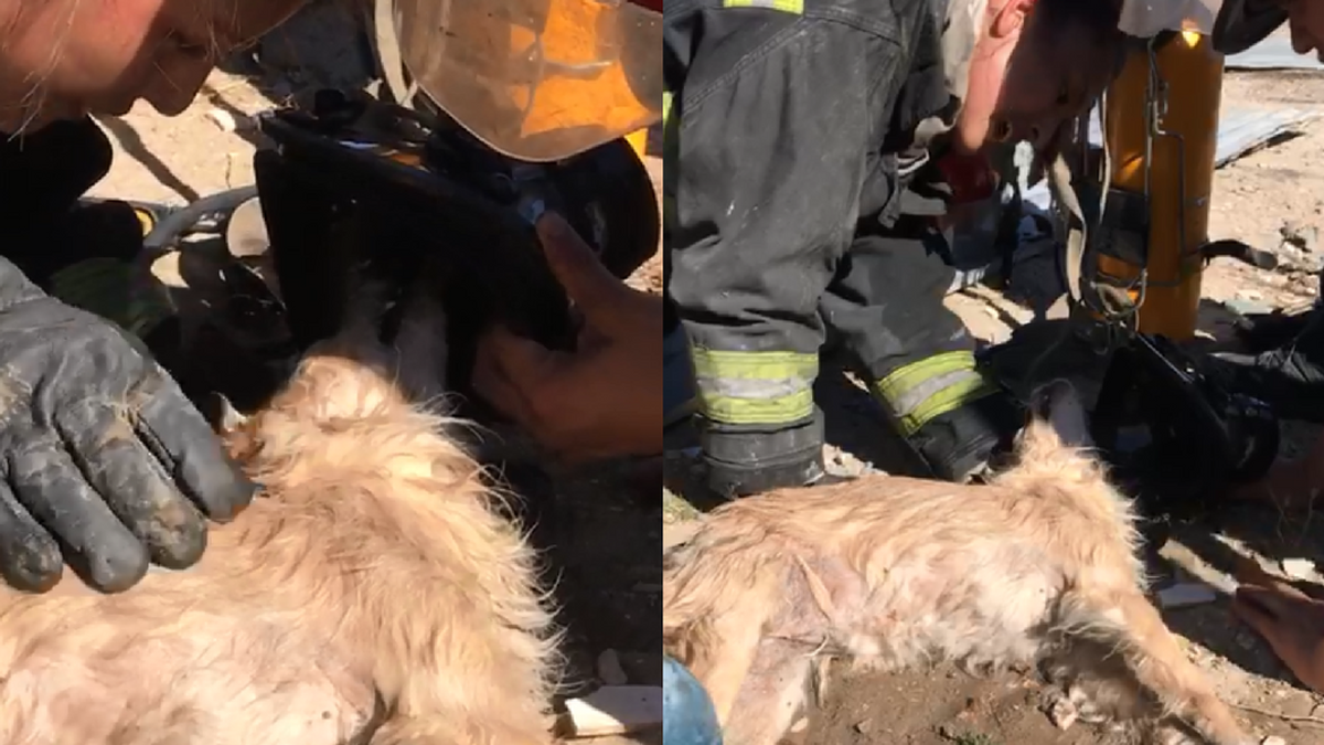 Bomberos combatieron un incendio y salvaron dos perros
